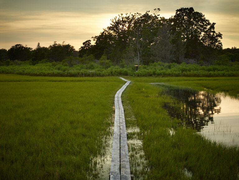 Meet the Hamptons Landscape Designer Detoxing Lawns and Gardens